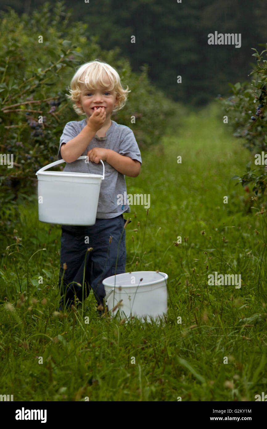 Young Boy with Bucket Picking Berries Stock Photo - Alamy