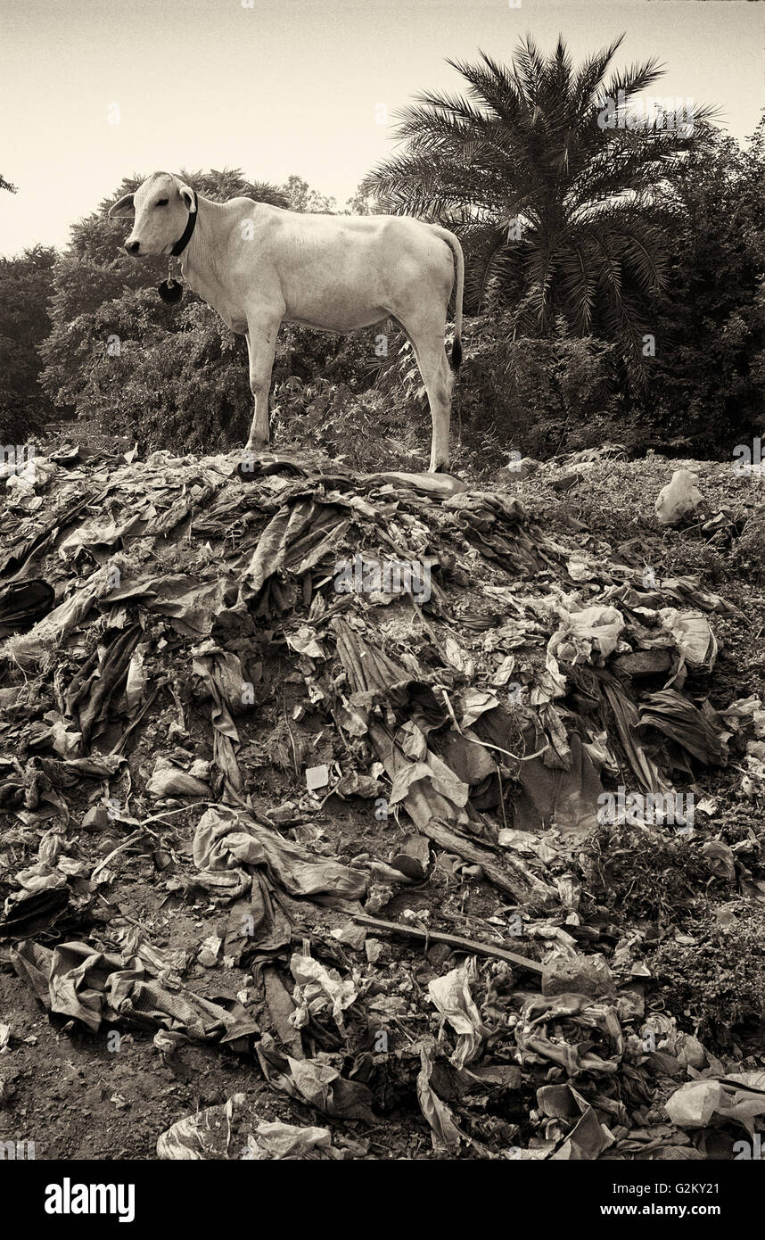 Cow garbage hi-res stock photography and images - Alamy