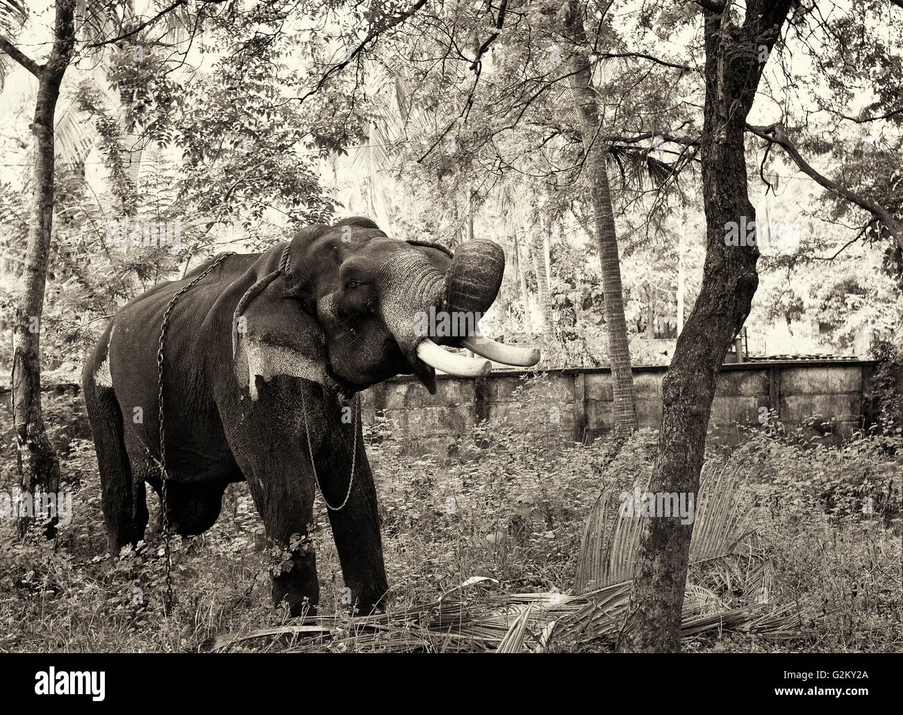 Old elephant hi-res stock photography and images - Alamy