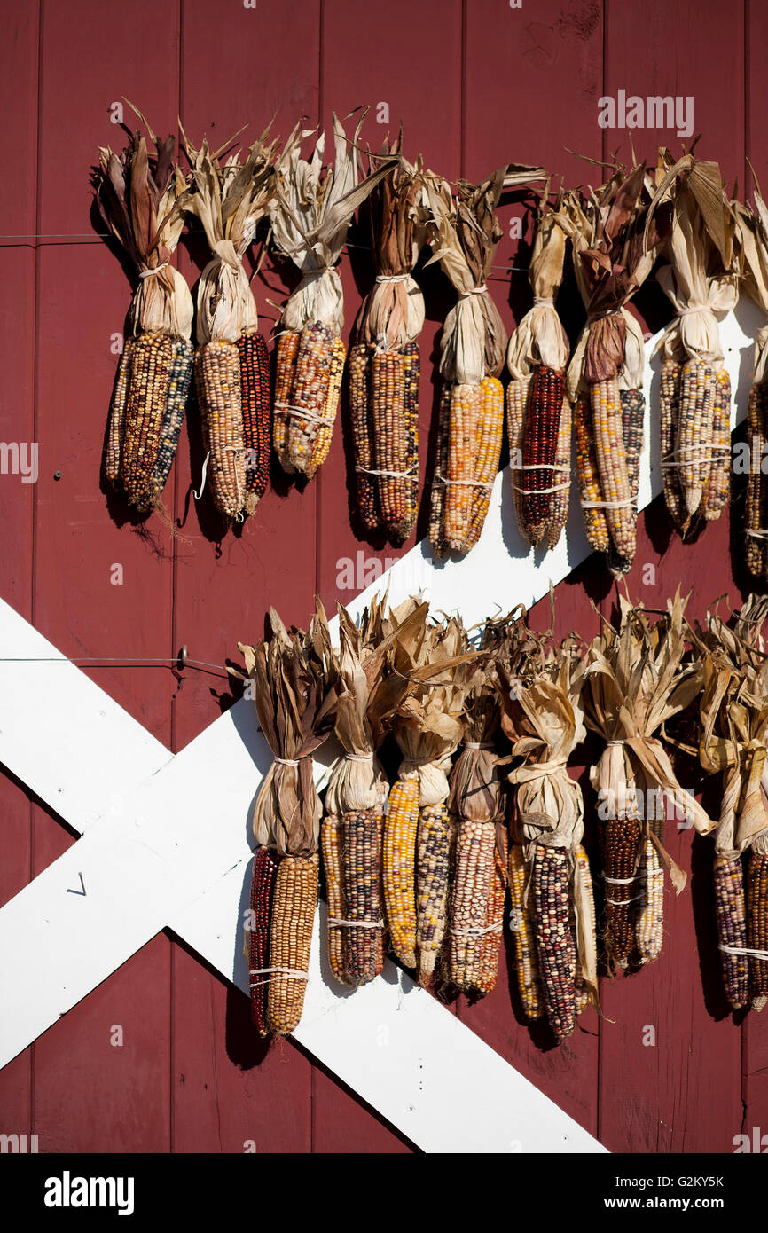 Dried corn door hi-res stock photography and images - Alamy