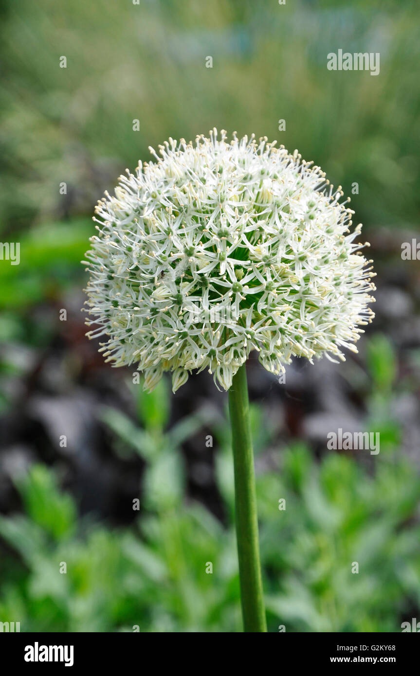 White globe flowers gardens hi-res stock photography and images - Alamy