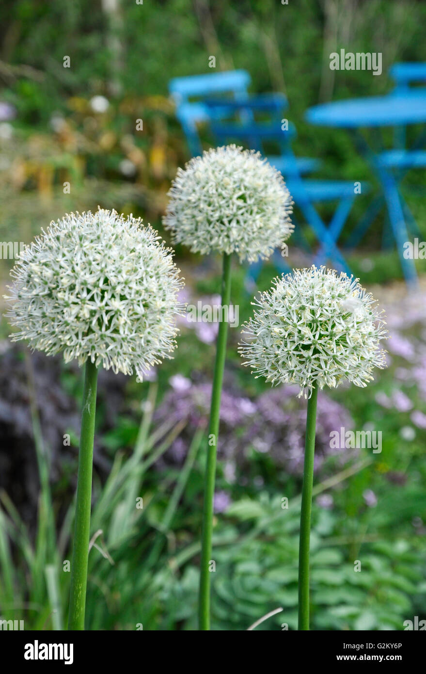 White globe flowers gardens hi-res stock photography and images - Alamy