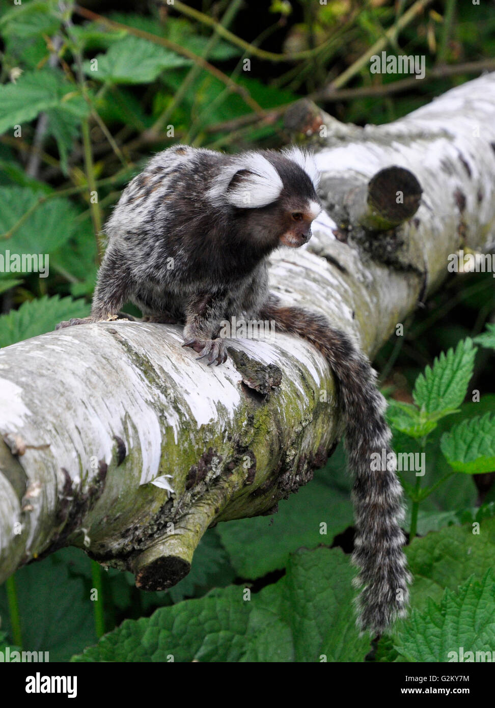 White tufted eared marmoset Stock Photo - Alamy
