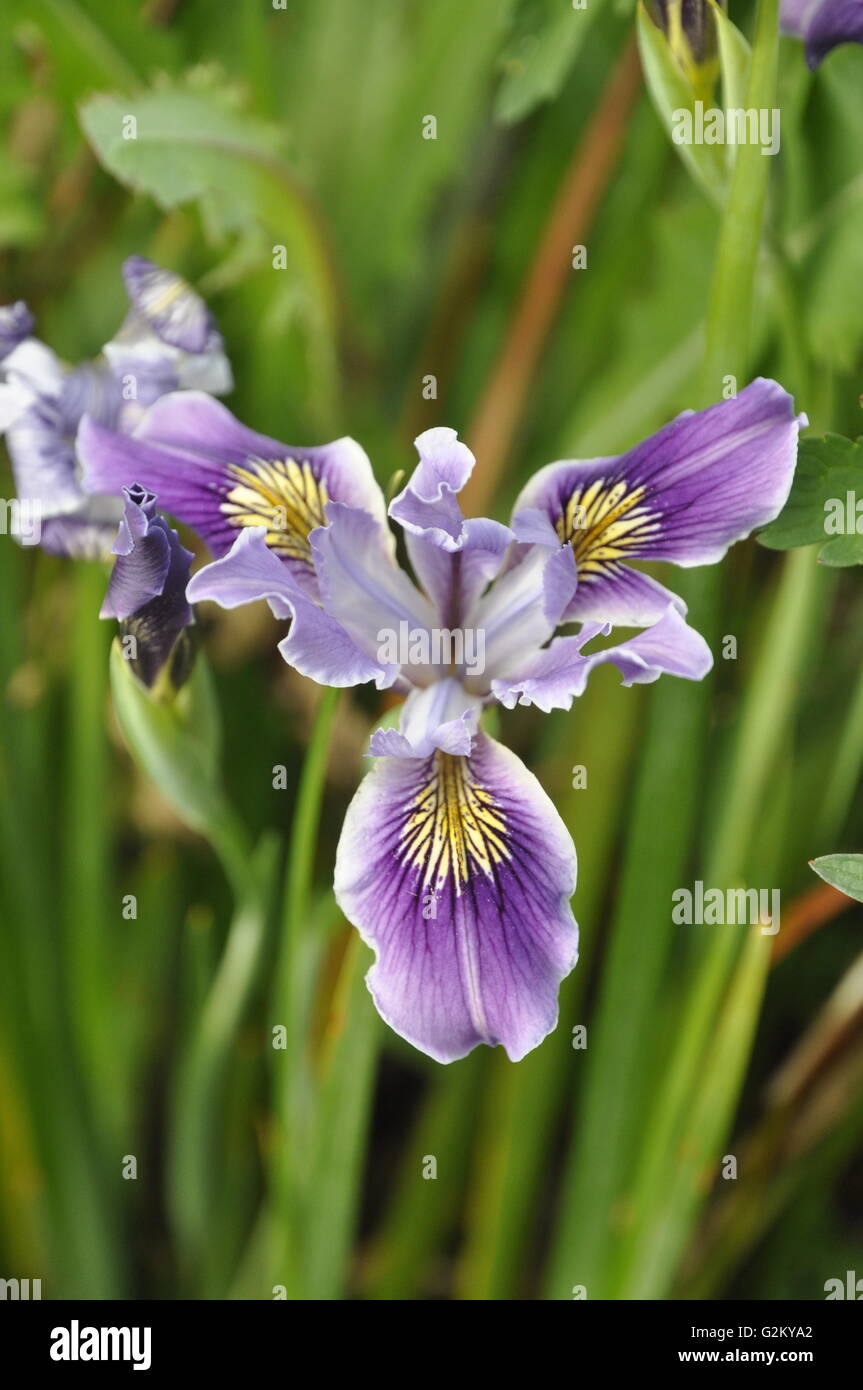 Innominata hi-res stock photography and images - Alamy