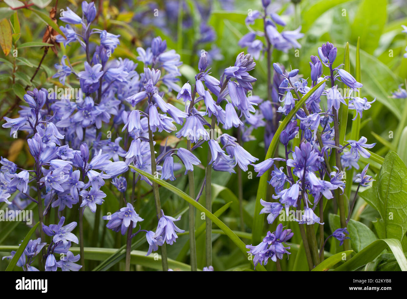 English wild flower hi-res stock photography and images - Alamy