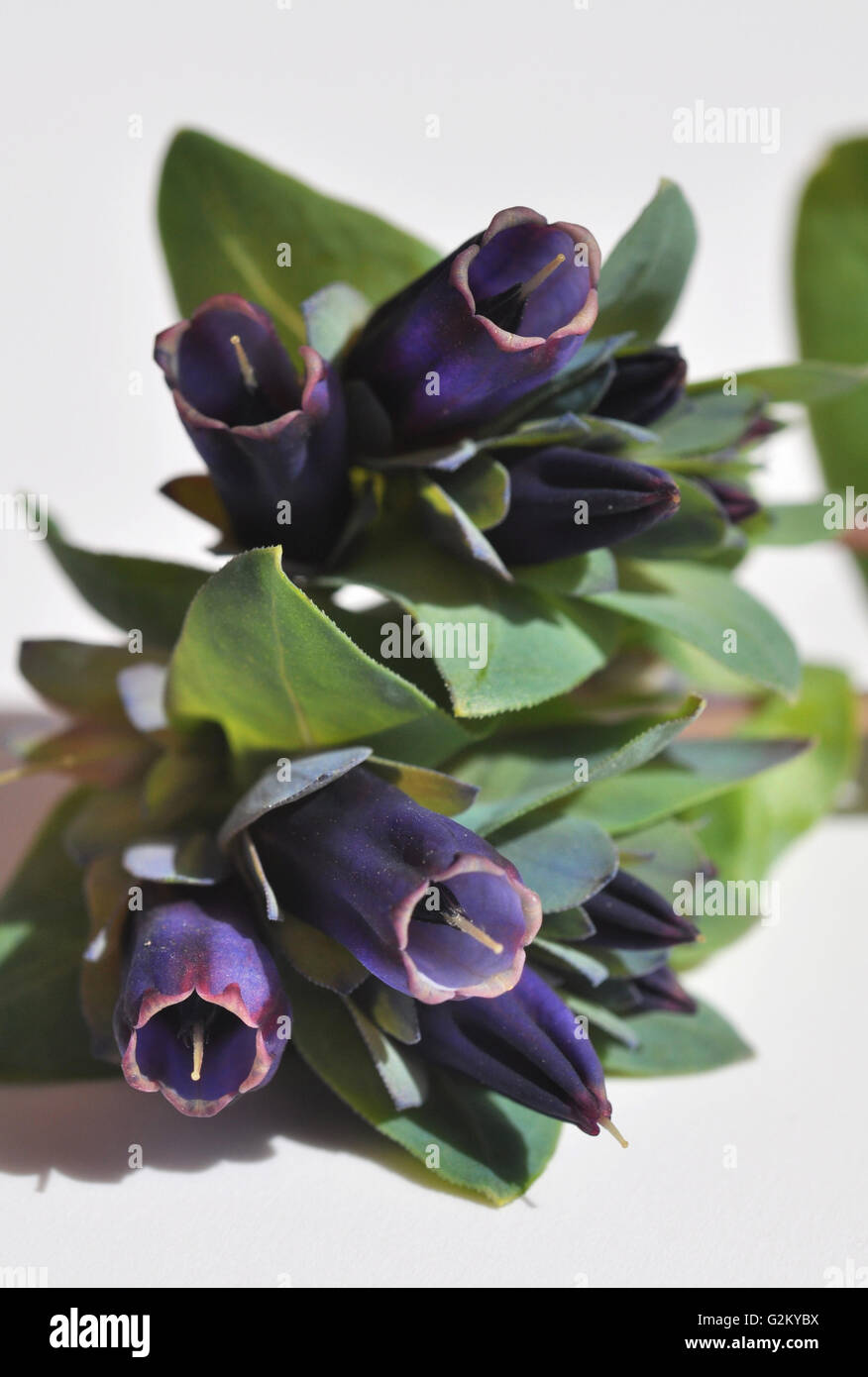 Honeywort cerinthe major purpurascens hi-res stock photography and ...