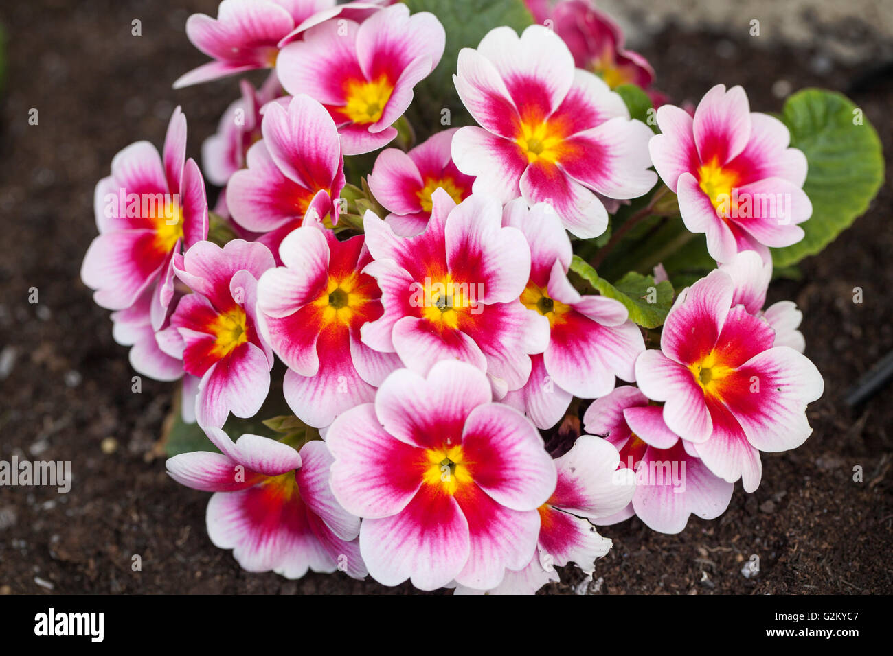 Close up of a beautiful pink primrose in an English spring garden ...