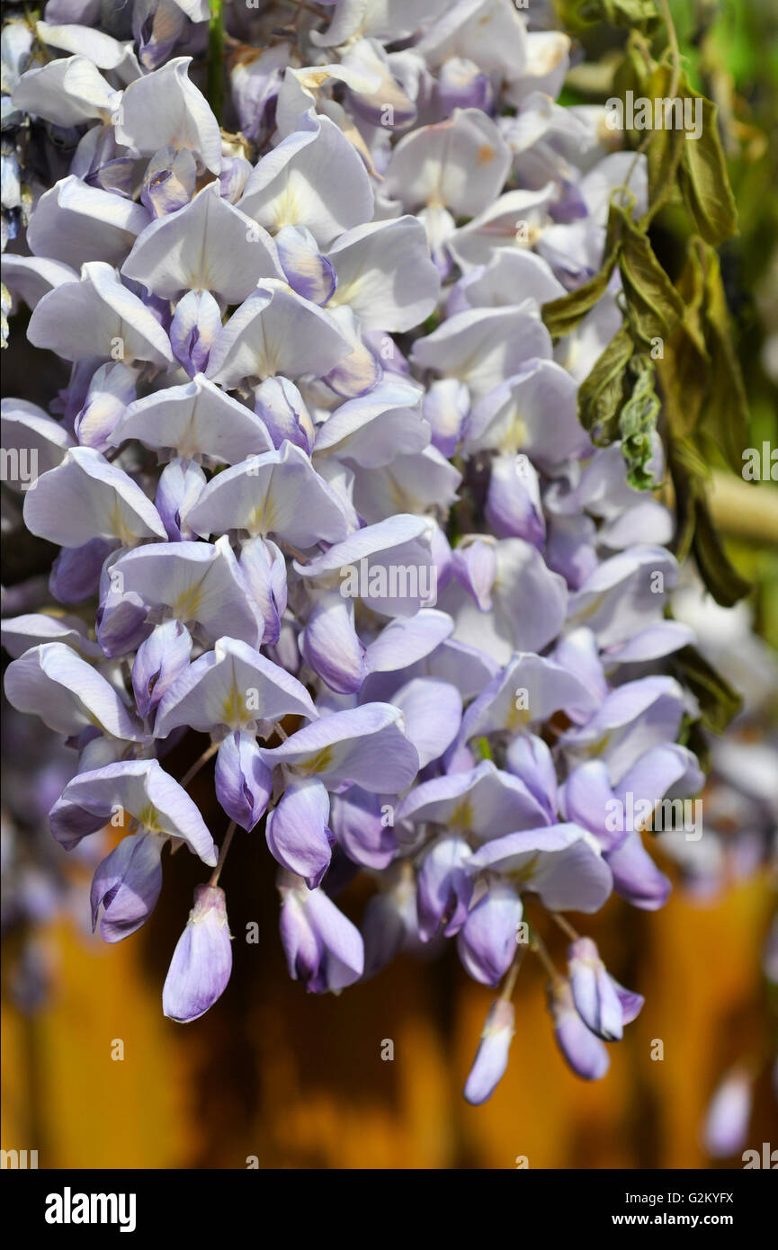 Wisteria detail close up close up hi-res stock photography and images ...