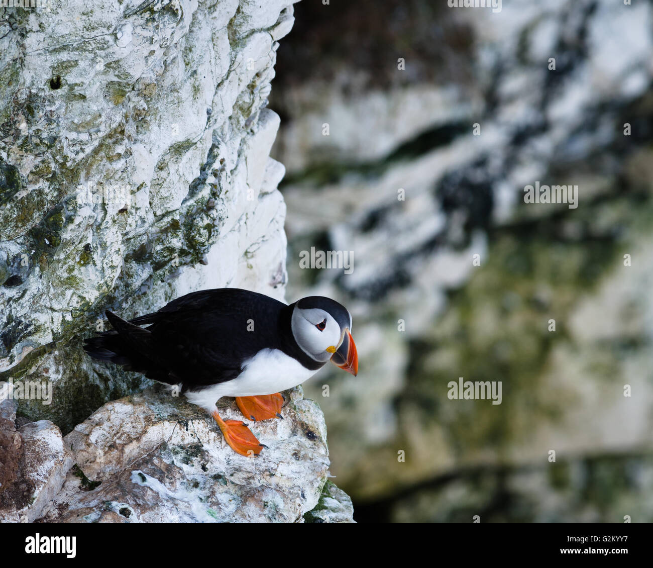 Puffins are any of three small species of alcids in the bird genus ...