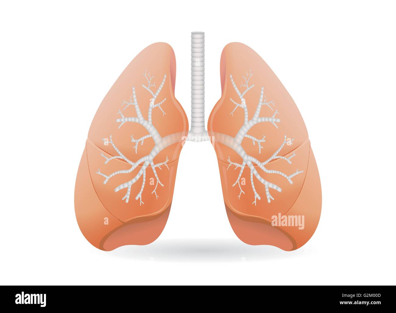 Human lung vector Stock Vector Image & Art - Alamy