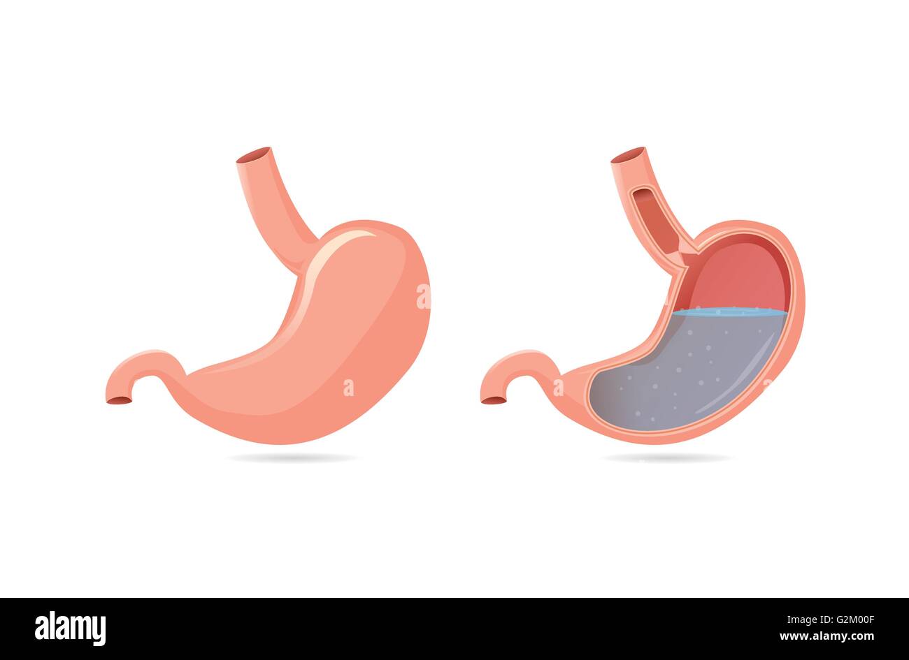 Outside of stomach and inside Stock Vector Image & Art - Alamy