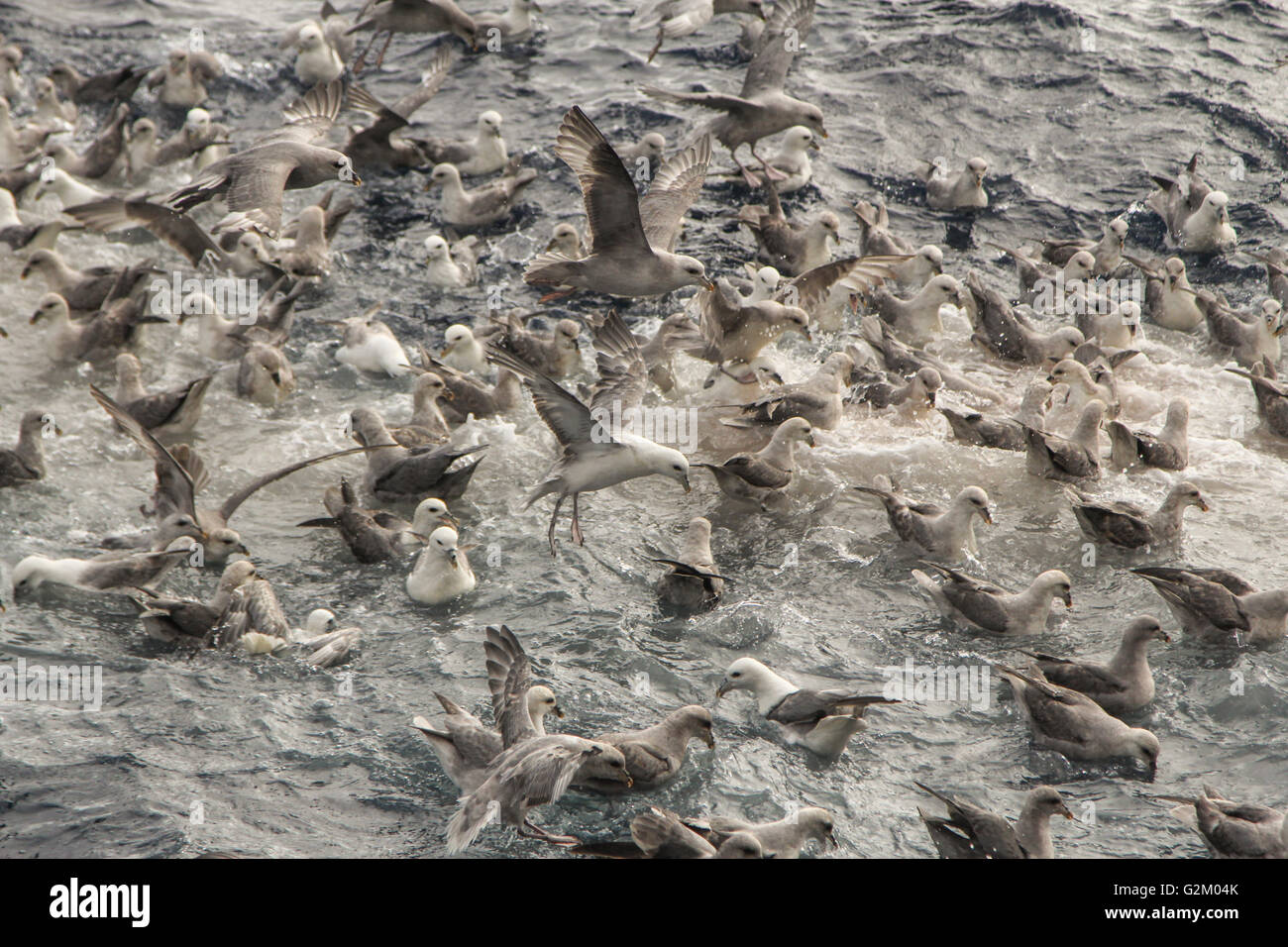 Fish waste hi-res stock photography and images - Alamy