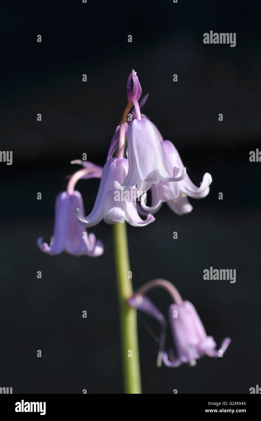 Bluebell black background hi-res stock photography and images - Alamy