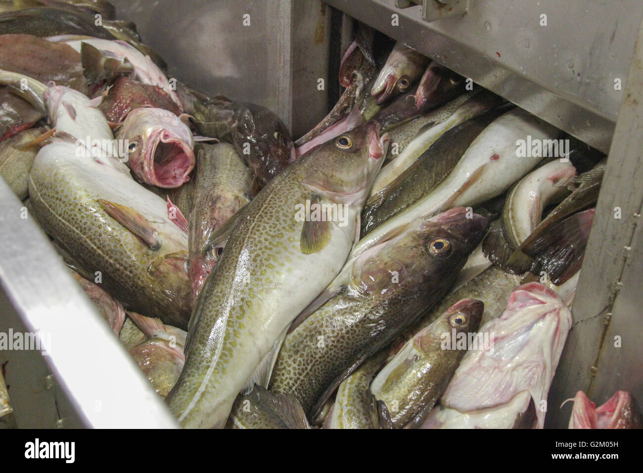 Fish goes into the hold. Fishing trawler Stock Photo - Alamy