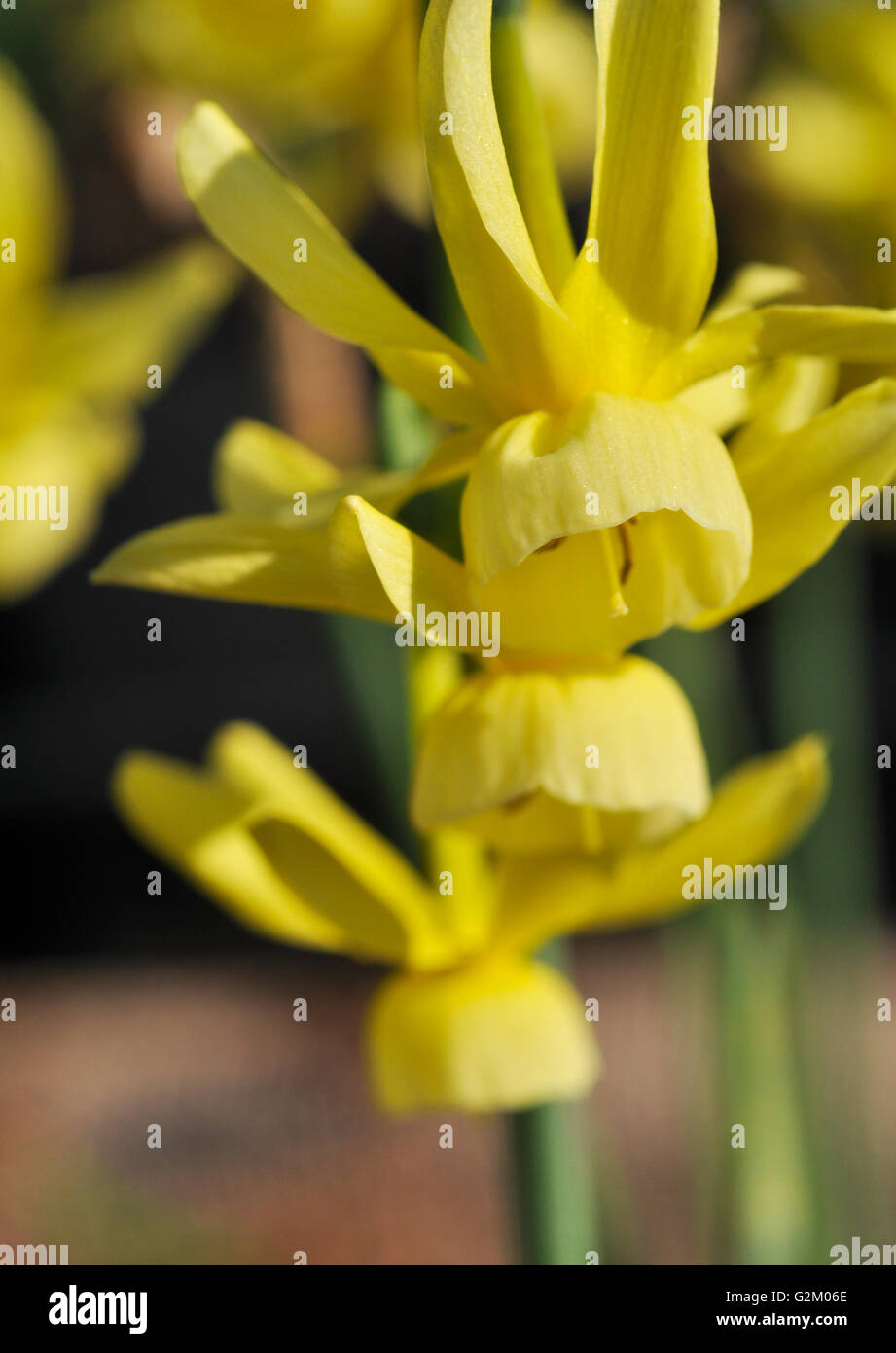 Hawera daffodil hi-res stock photography and images - Alamy