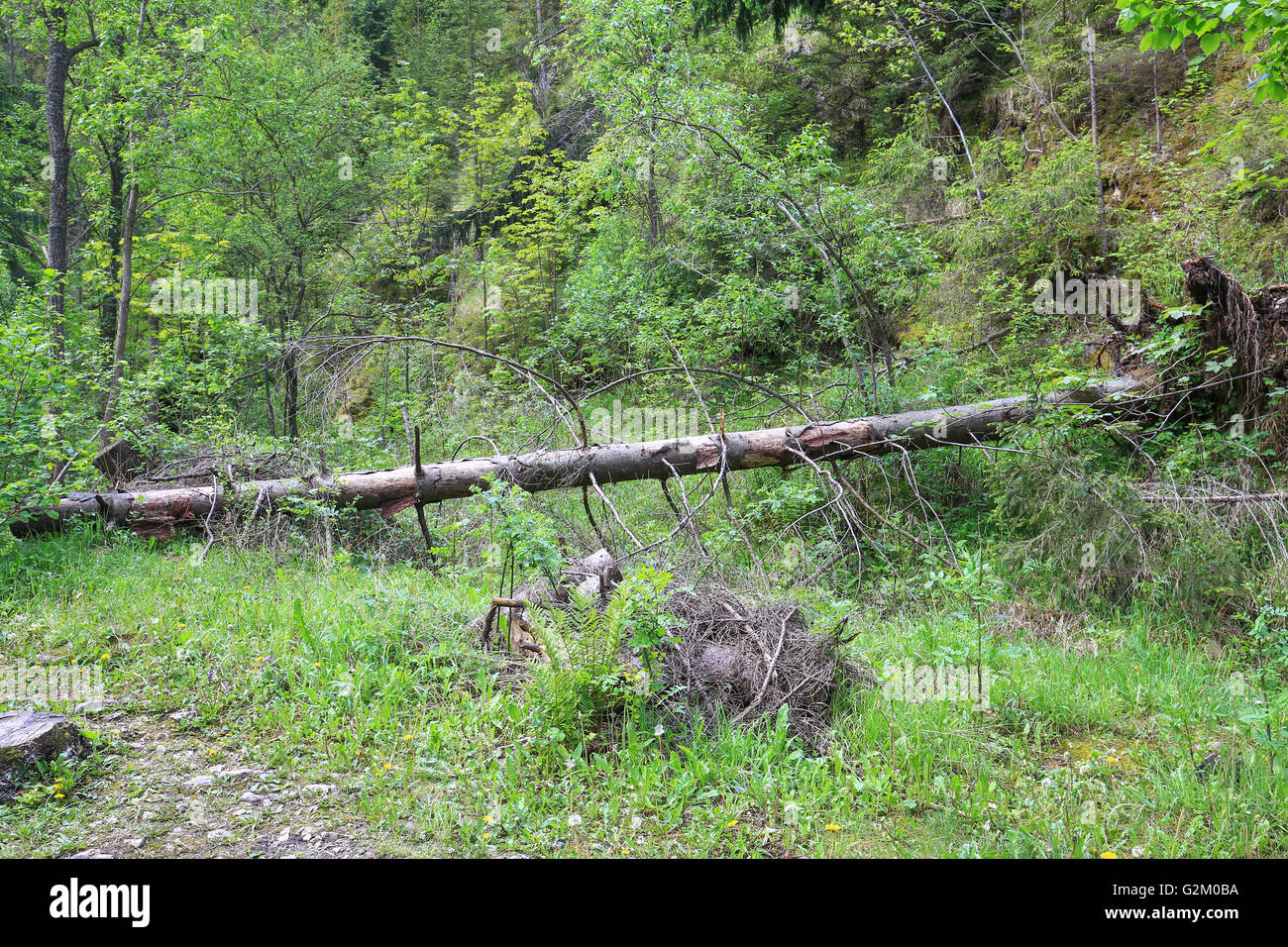 View of the dawn timber / Pieniny reserve in Poland Stock Photo - Alamy