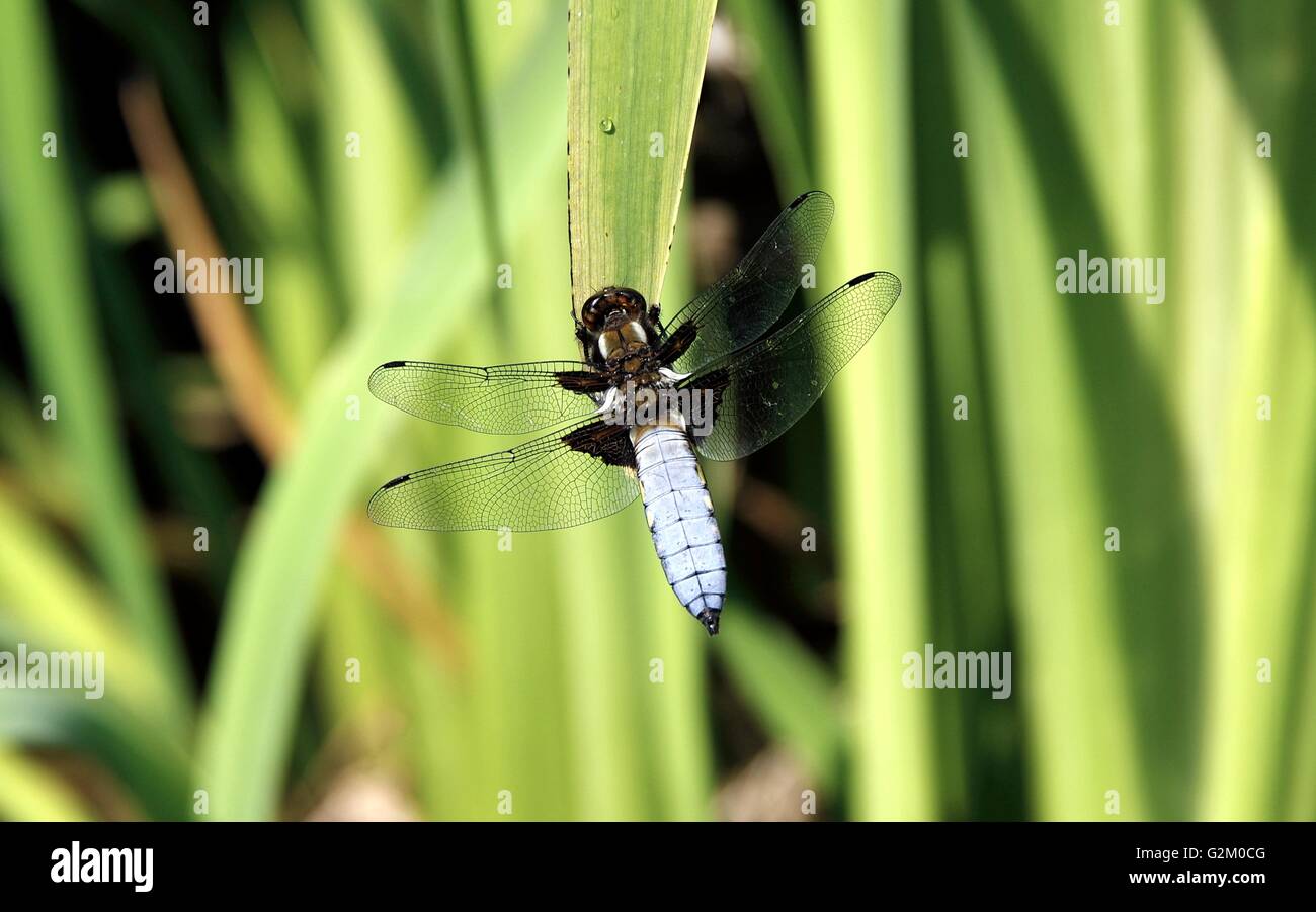 Dragonfly on a reed in the Bamboo pond at Highdown Gardens on the South ...
