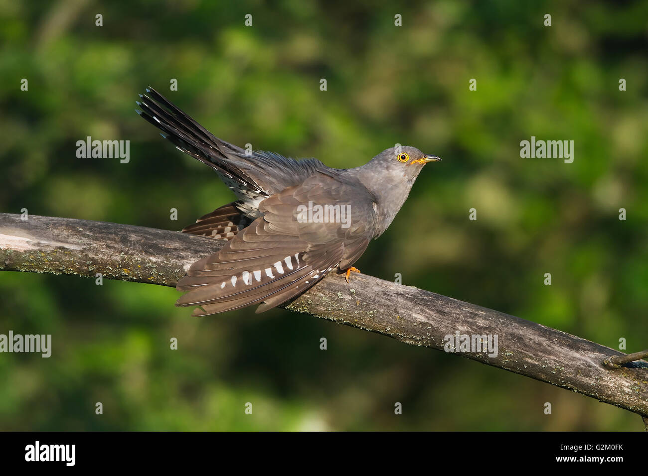 Common cuckoo hi-res stock photography and images - Alamy