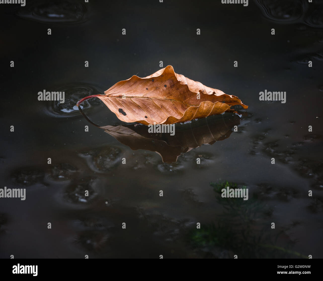 Frozen fall leaves hi-res stock photography and images - Alamy