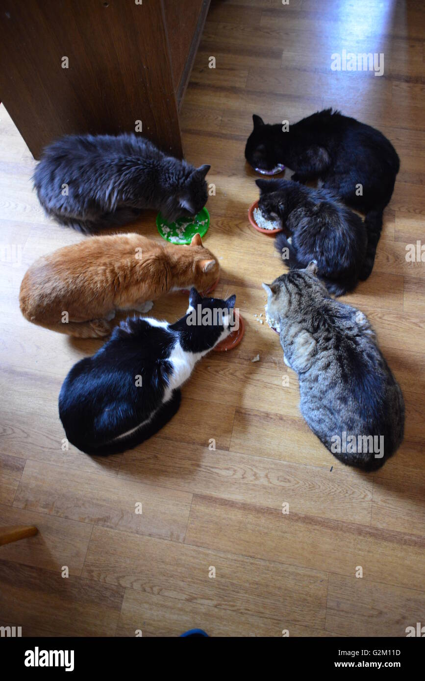 Feeding pets hi-res stock photography and images - Alamy