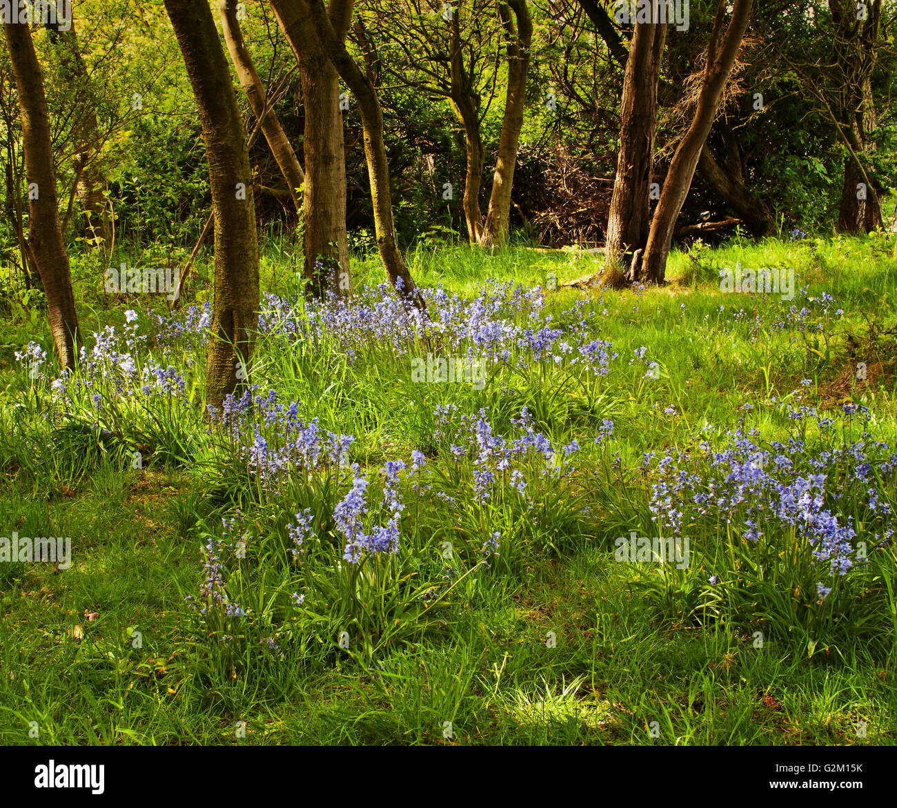 Spring in Stanley Park, Blackpool Stock Photo - Alamy