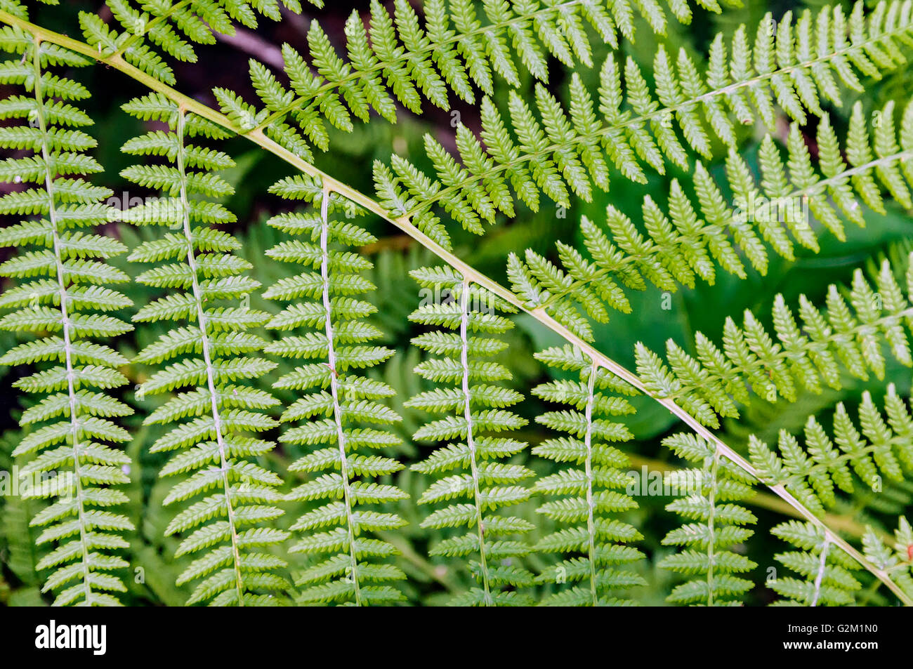 Fern leaf texture hi-res stock photography and images - Alamy
