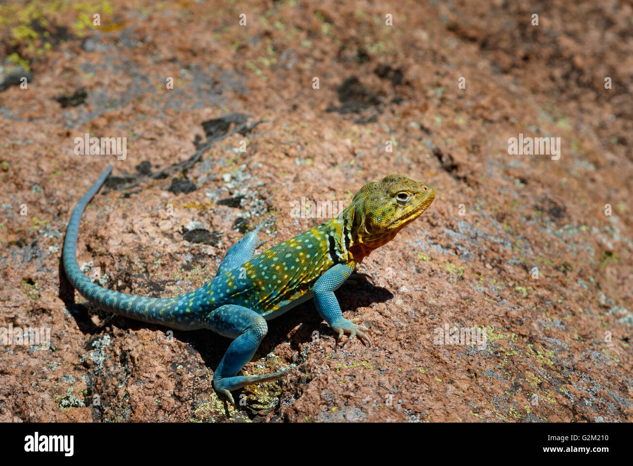 A bright turqouise Mountain Boomer (Collared Lizard) in the rocks of ...