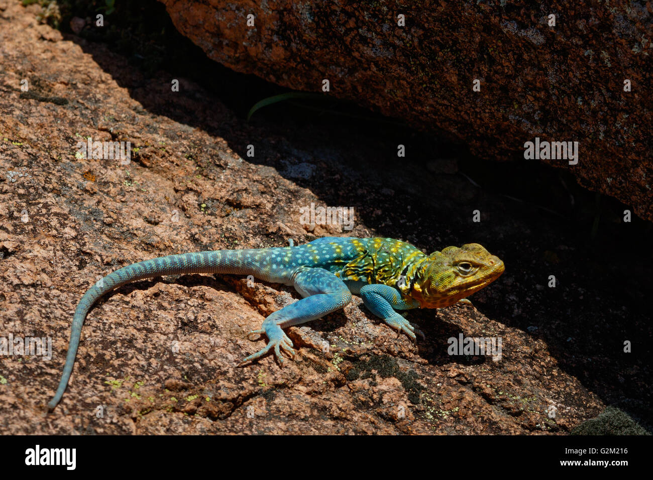 A bright turqouise Mountain Boomer (Collared Lizard) in the rocks of ...