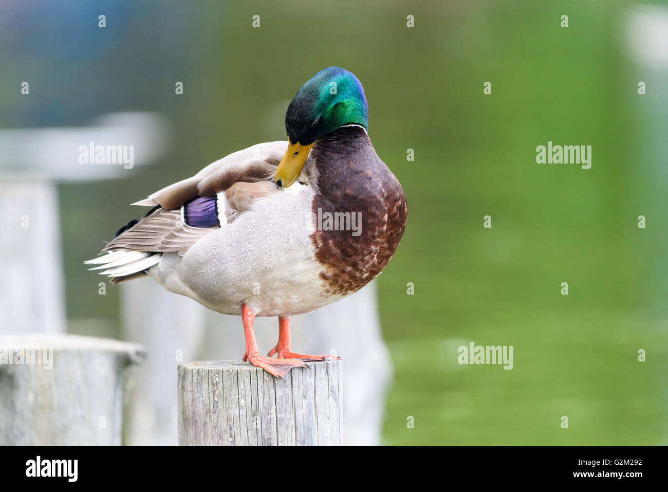 Wild Duck Portrait Close Up Stock Photo - Alamy
