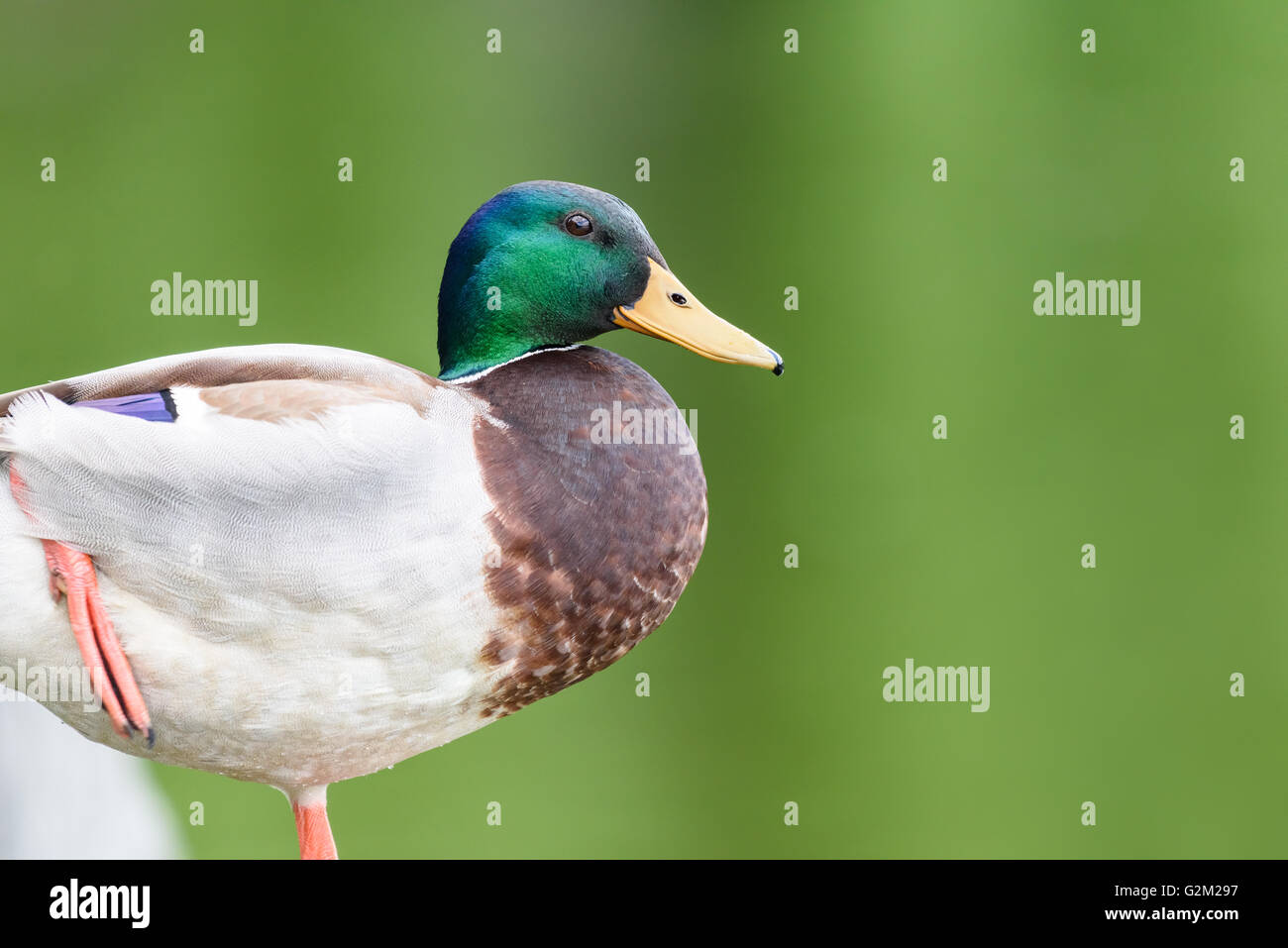 Wild Duck Portrait Close Up Stock Photo - Alamy