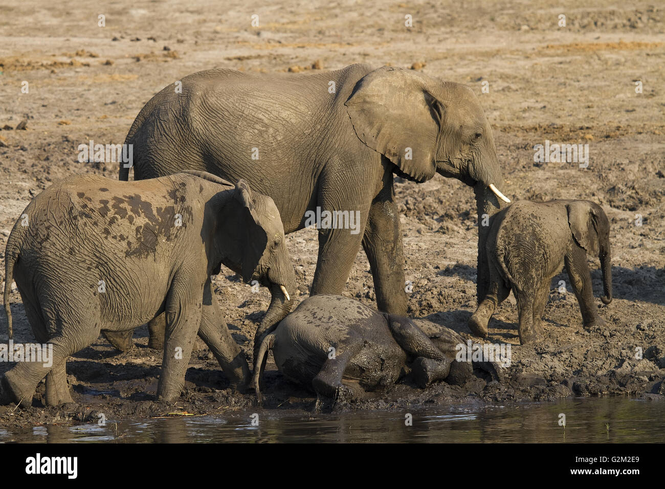 Bath time finished in chobe Stock Photo - Alamy