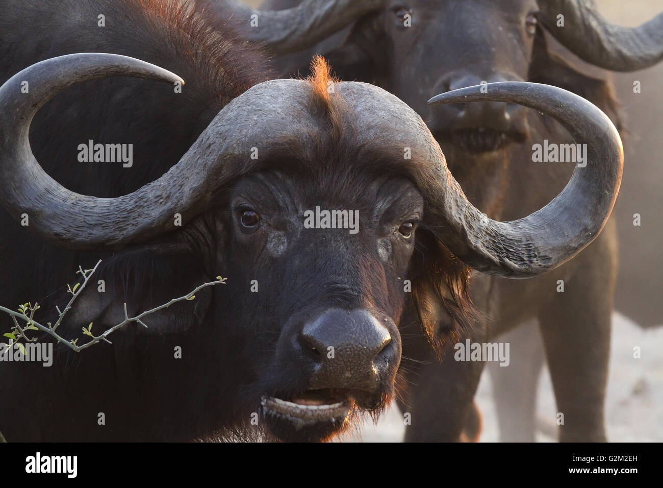Buffalo in chobe national park Stock Photo - Alamy