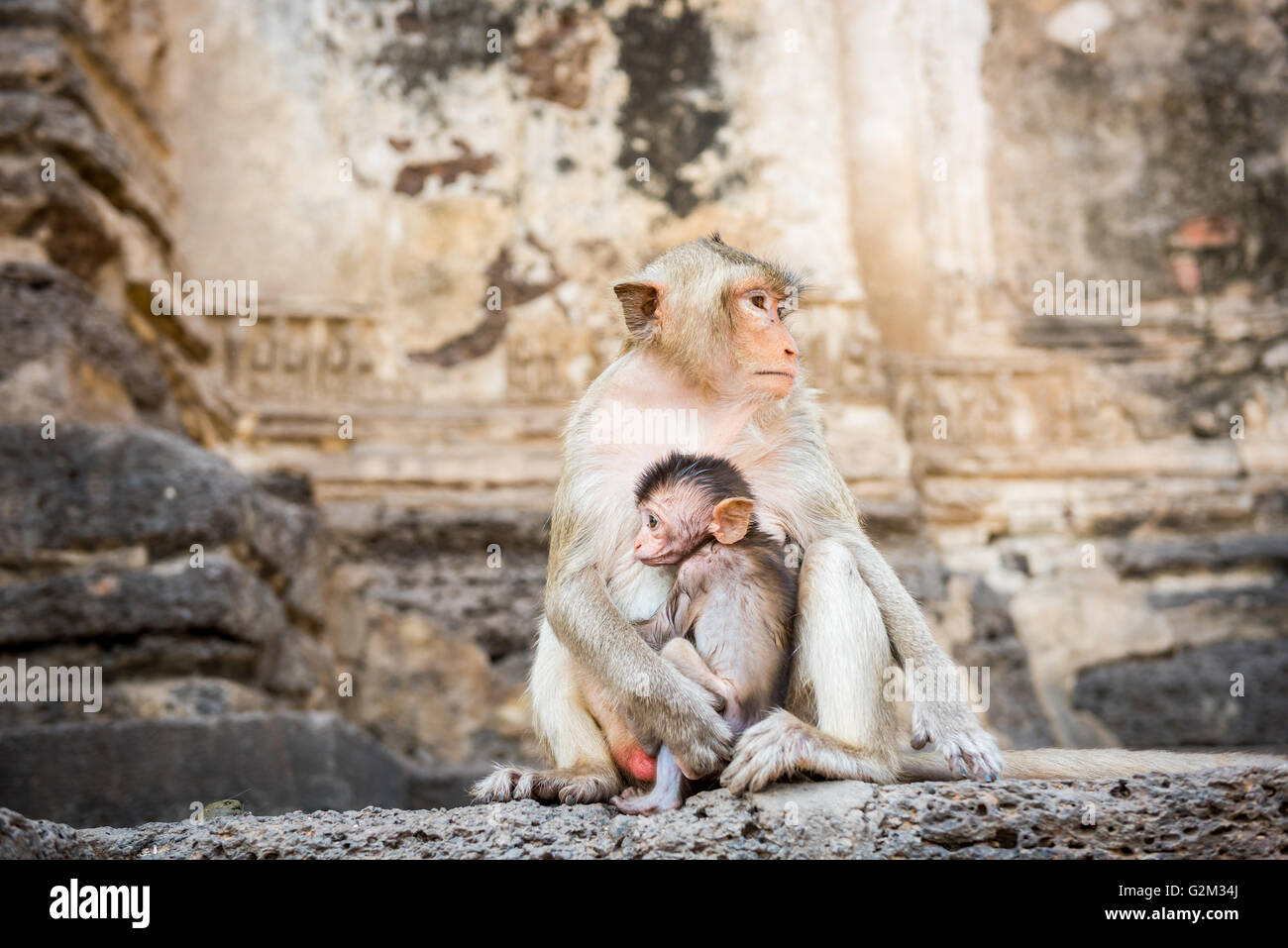 Mother and baby monkeys Stock Photo - Alamy