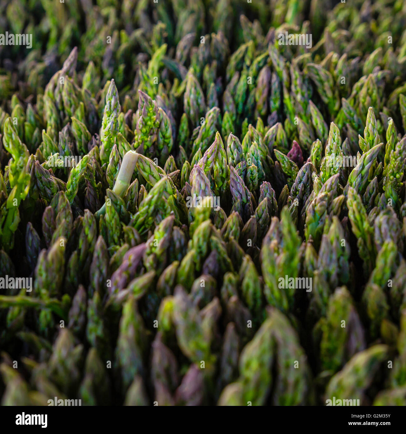 Fresh organic asparagus at the Farmers Market standing up in bunches ...
