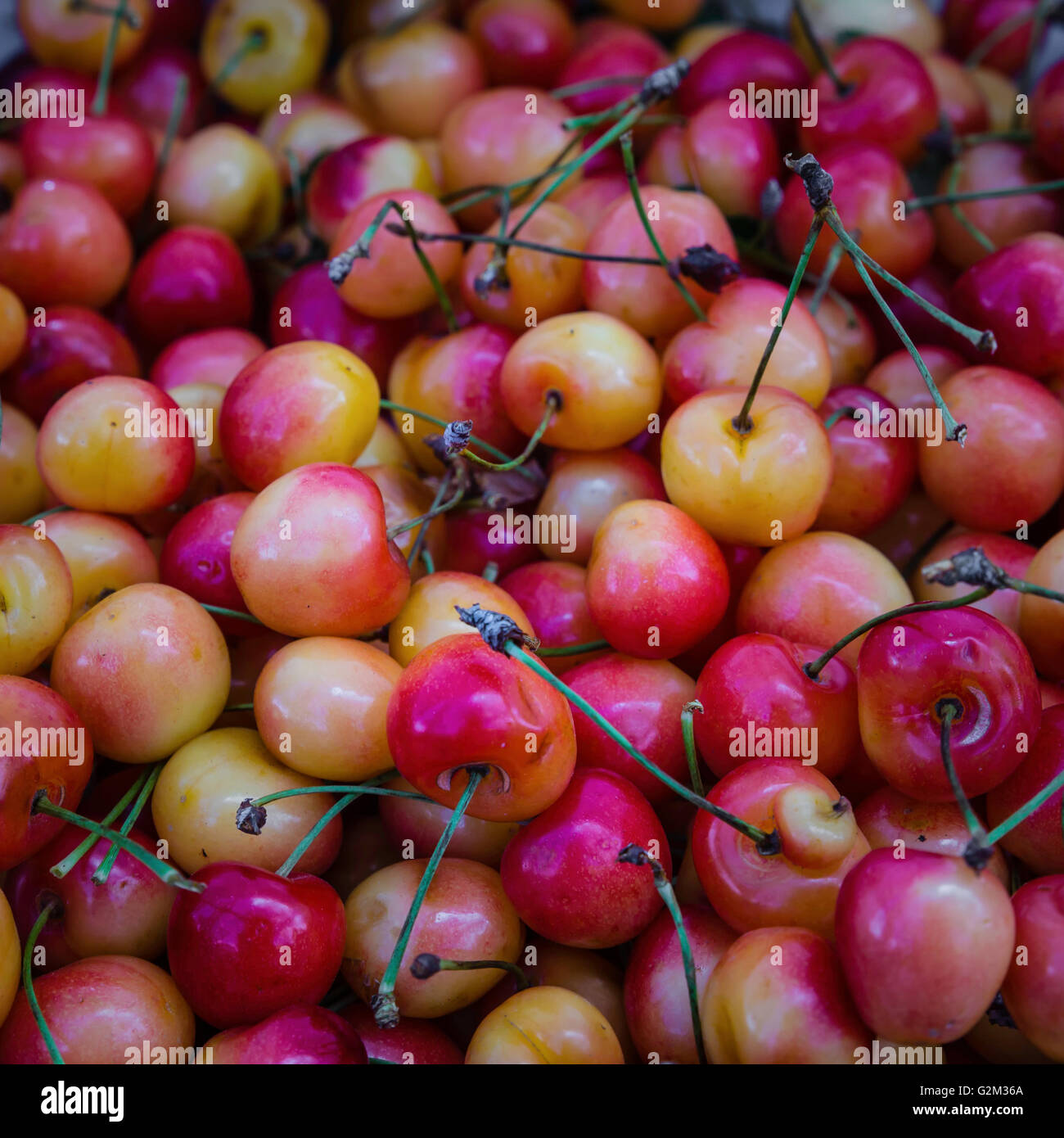 Fresh Ripe Organic Cherries at the Farmers Market Stock Photo - Alamy
