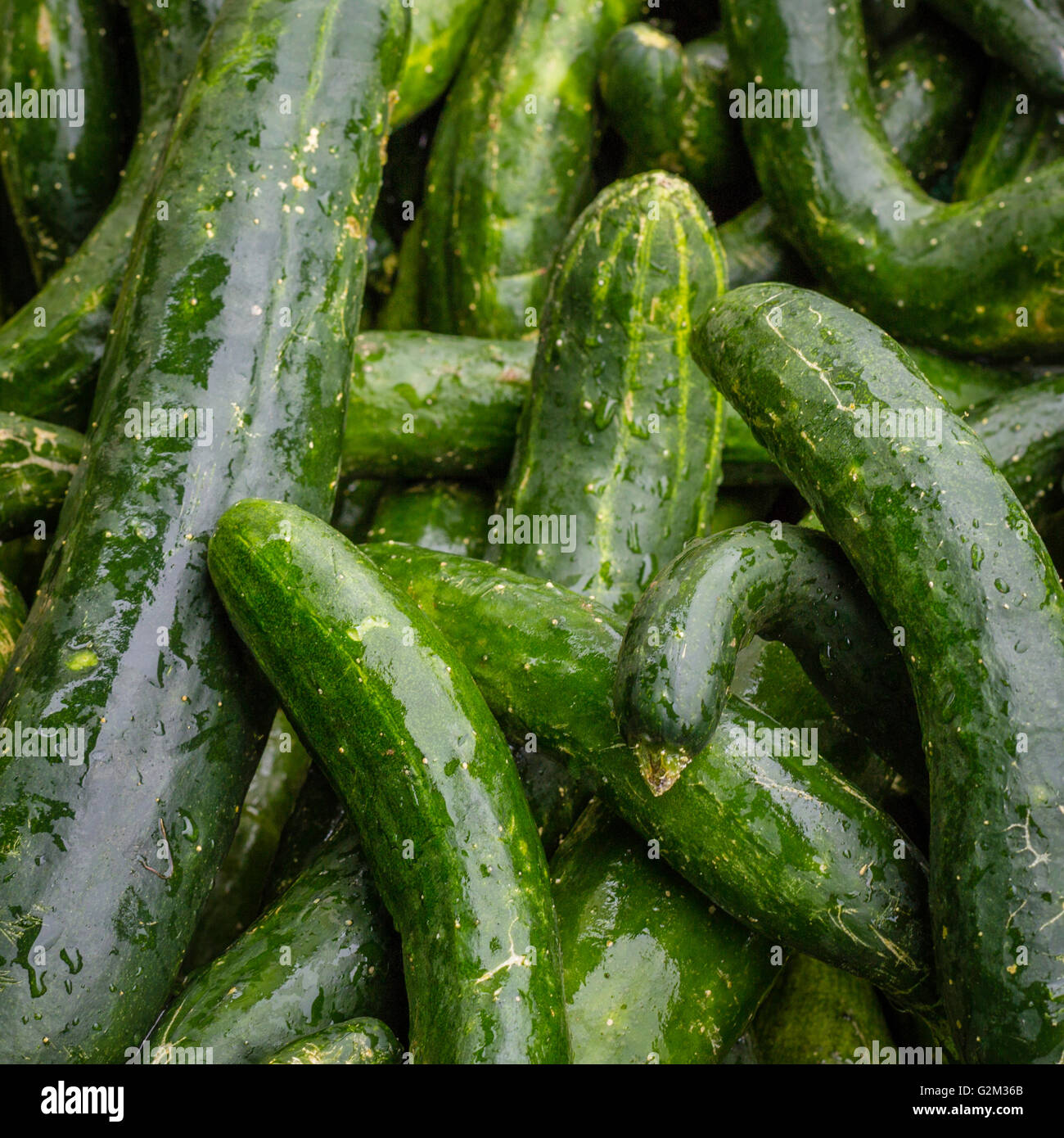 Whole cucumbers hi-res stock photography and images - Alamy