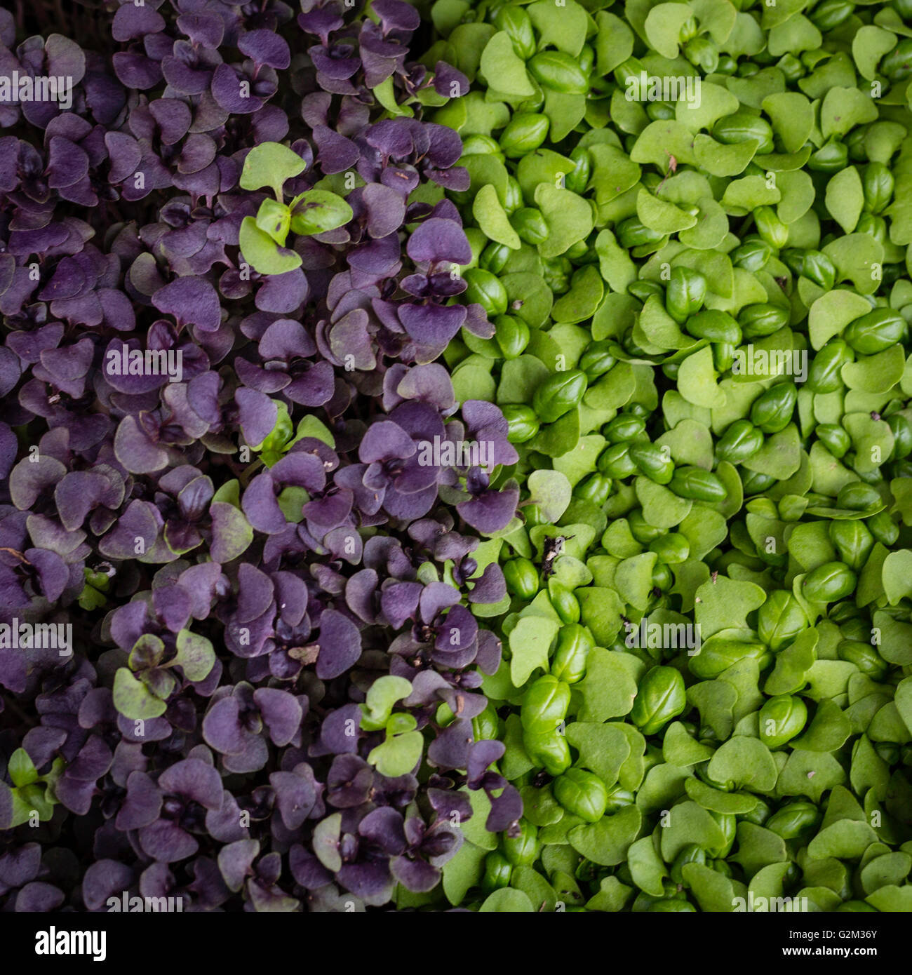 Microgreens hi-res stock photography and images - Alamy