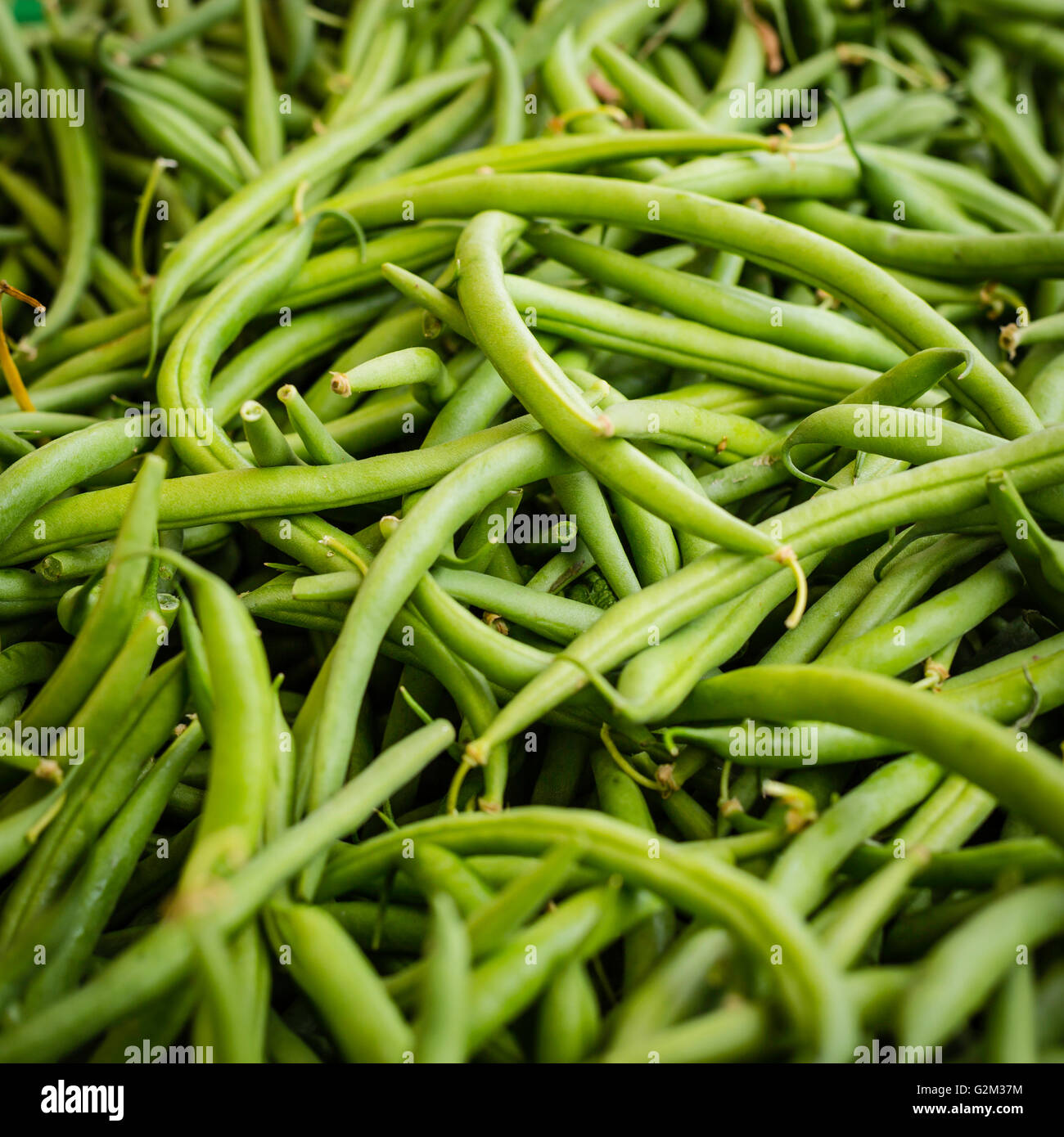 Haricot verts garden hi-res stock photography and images - Alamy