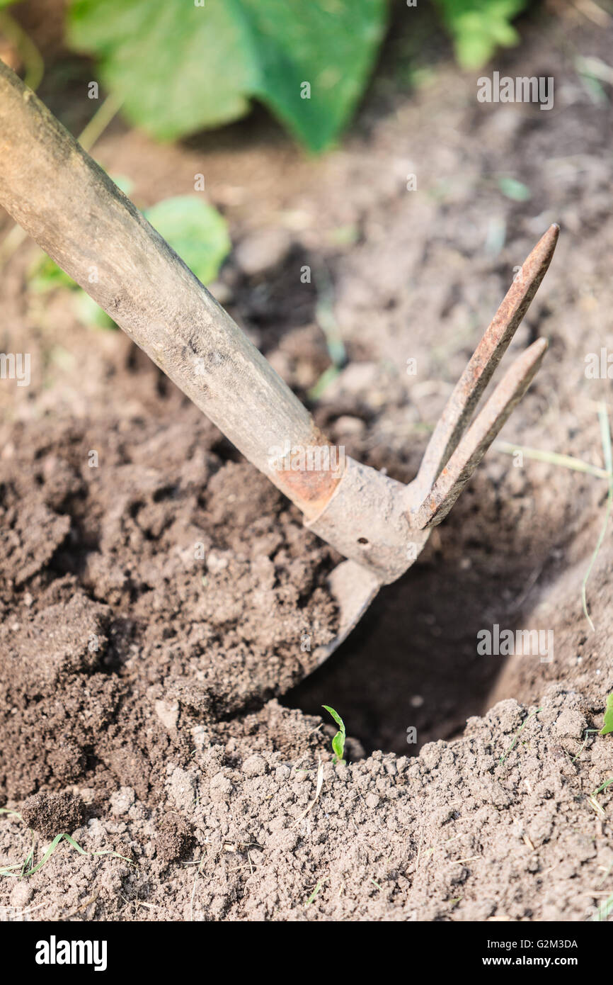 Summer work in the garden. Closeup woman replanting plant, female hands ...