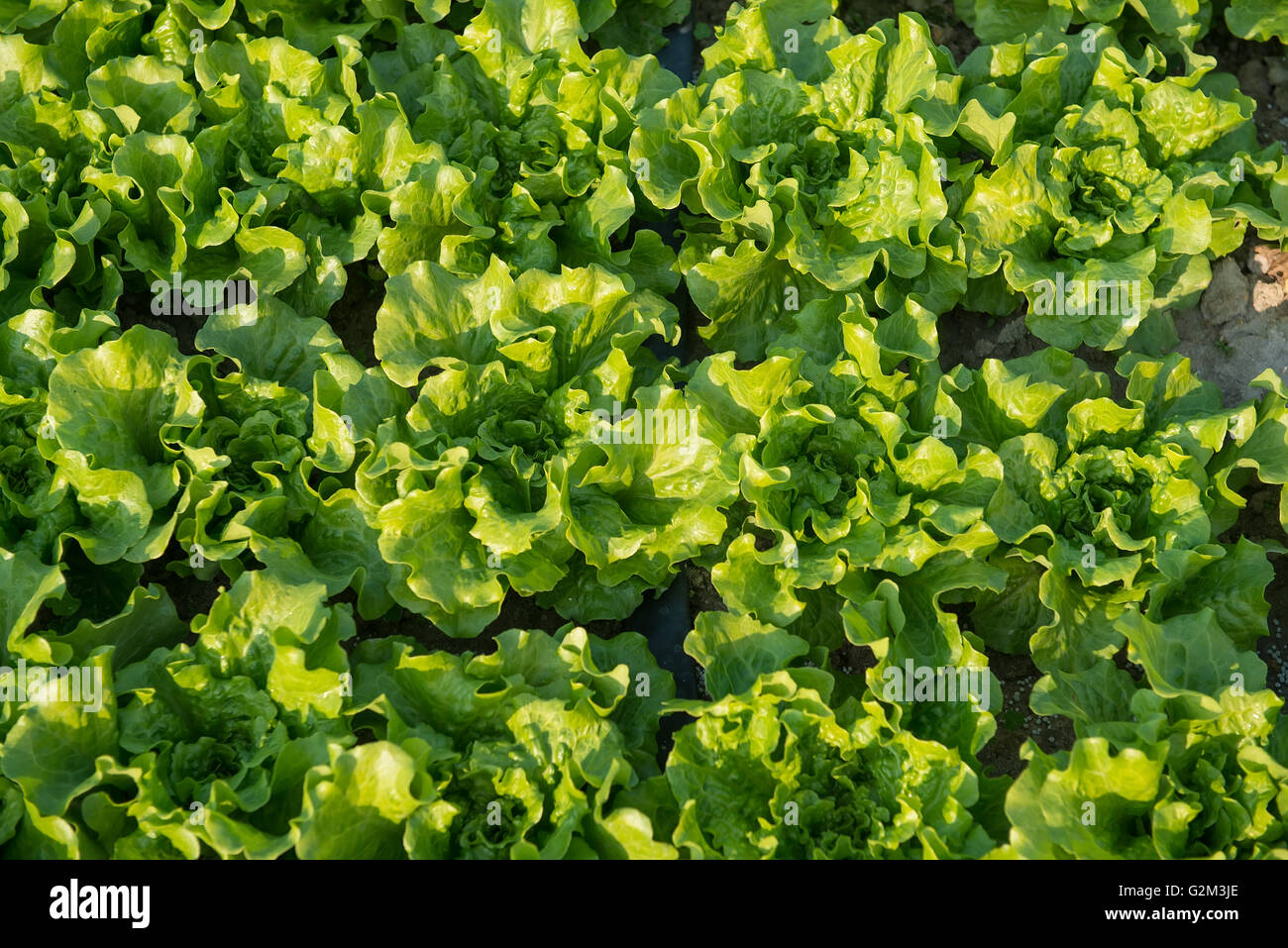 lettuce plant in field Stock Photo - Alamy