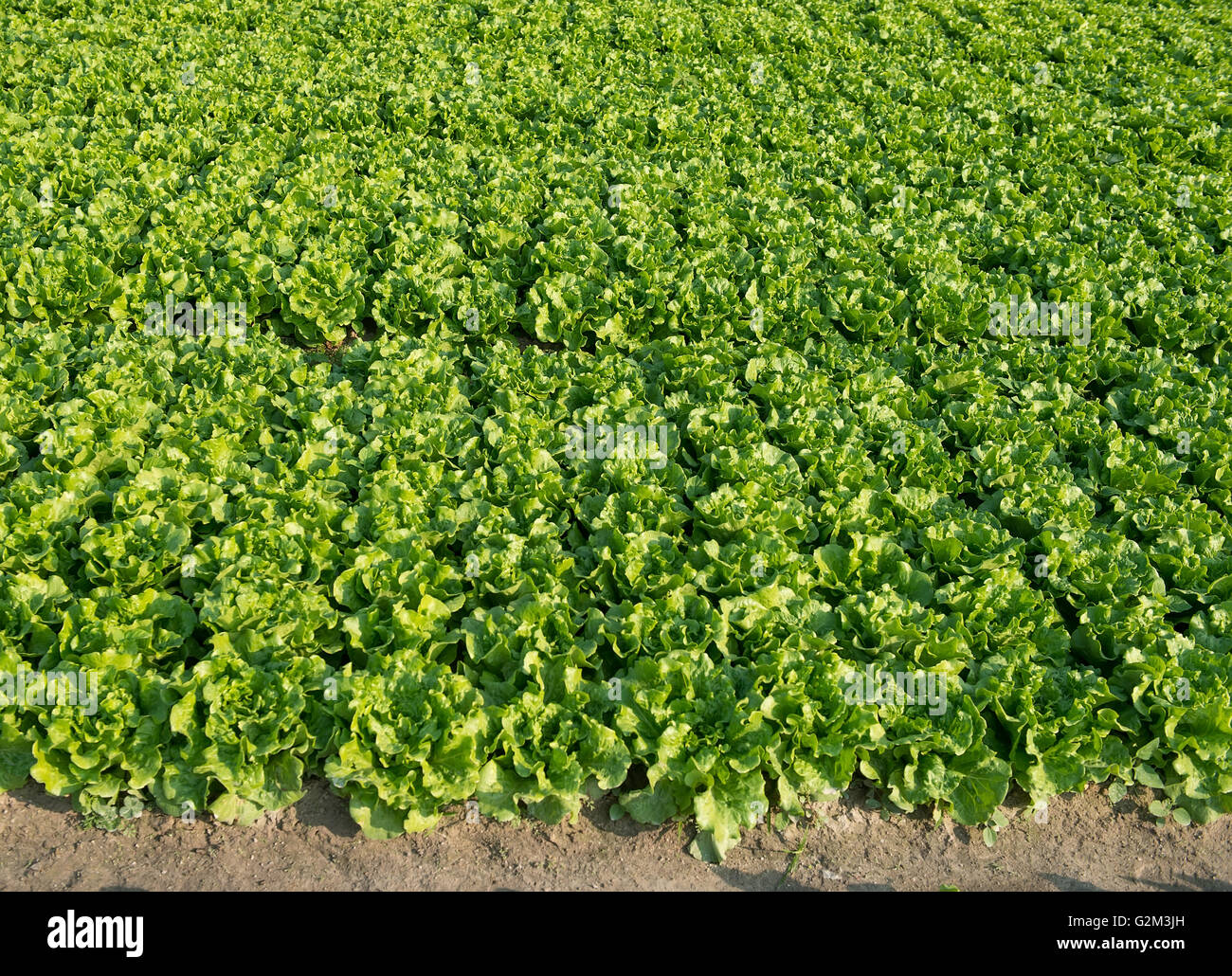 lettuce plant in field Stock Photo - Alamy