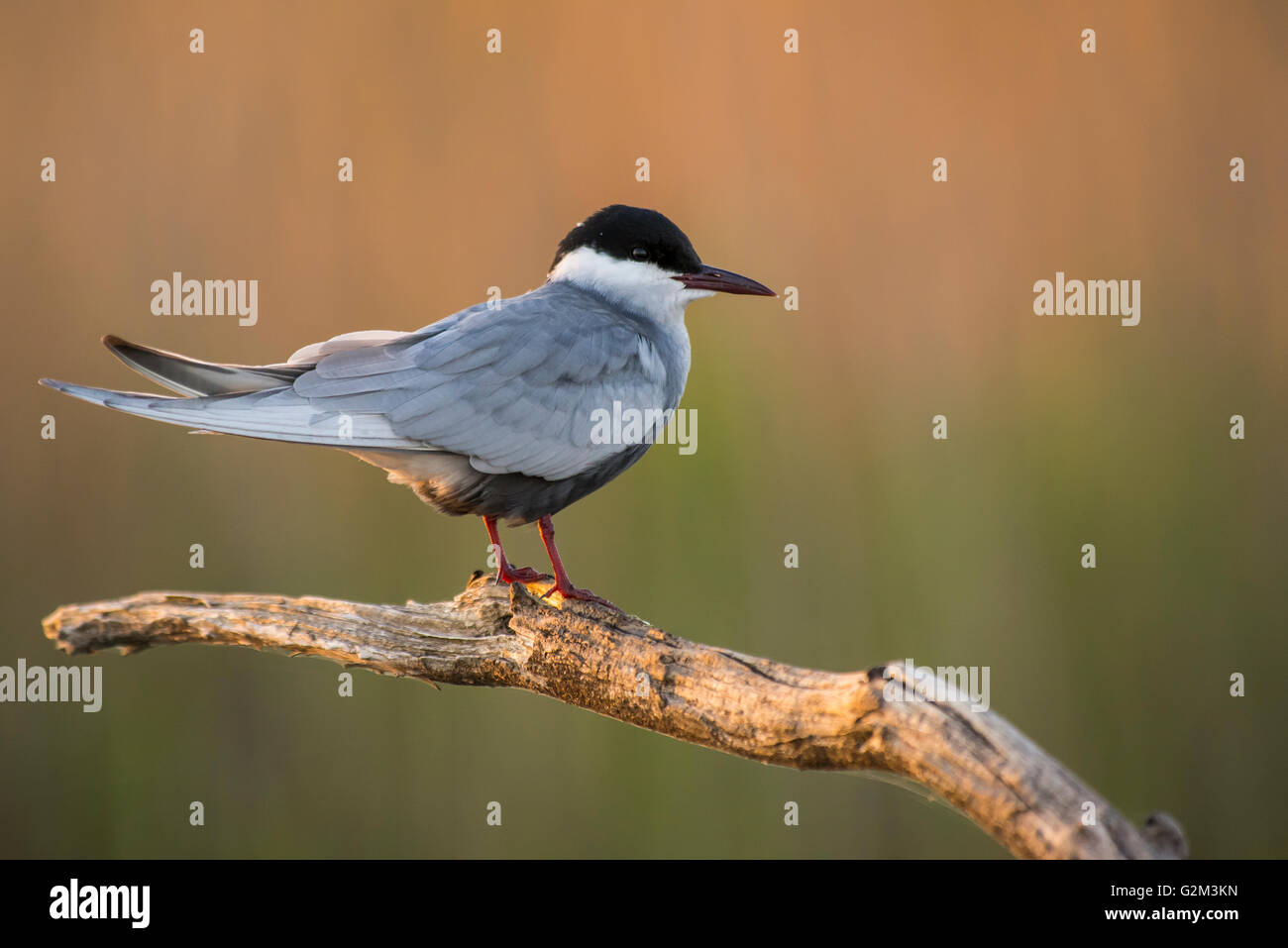 Common tern hi-res stock photography and images - Alamy
