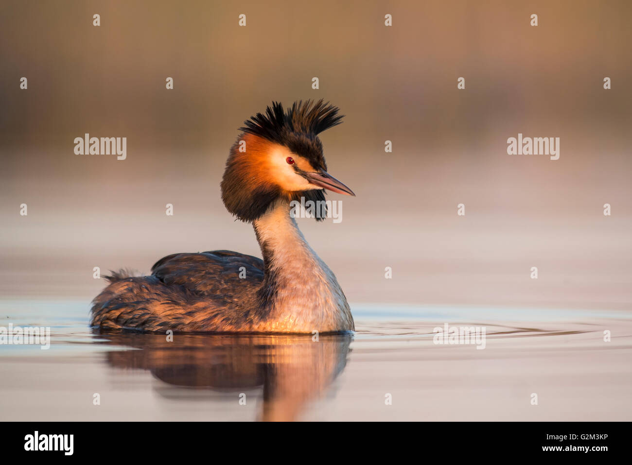 Great Crested Grebe on the lake Stock Photo - Alamy