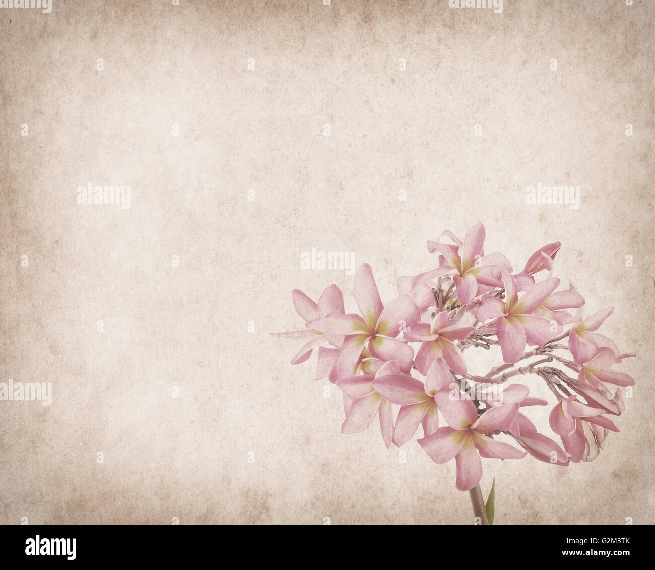 Old Paper Flower Background Without Watermark
