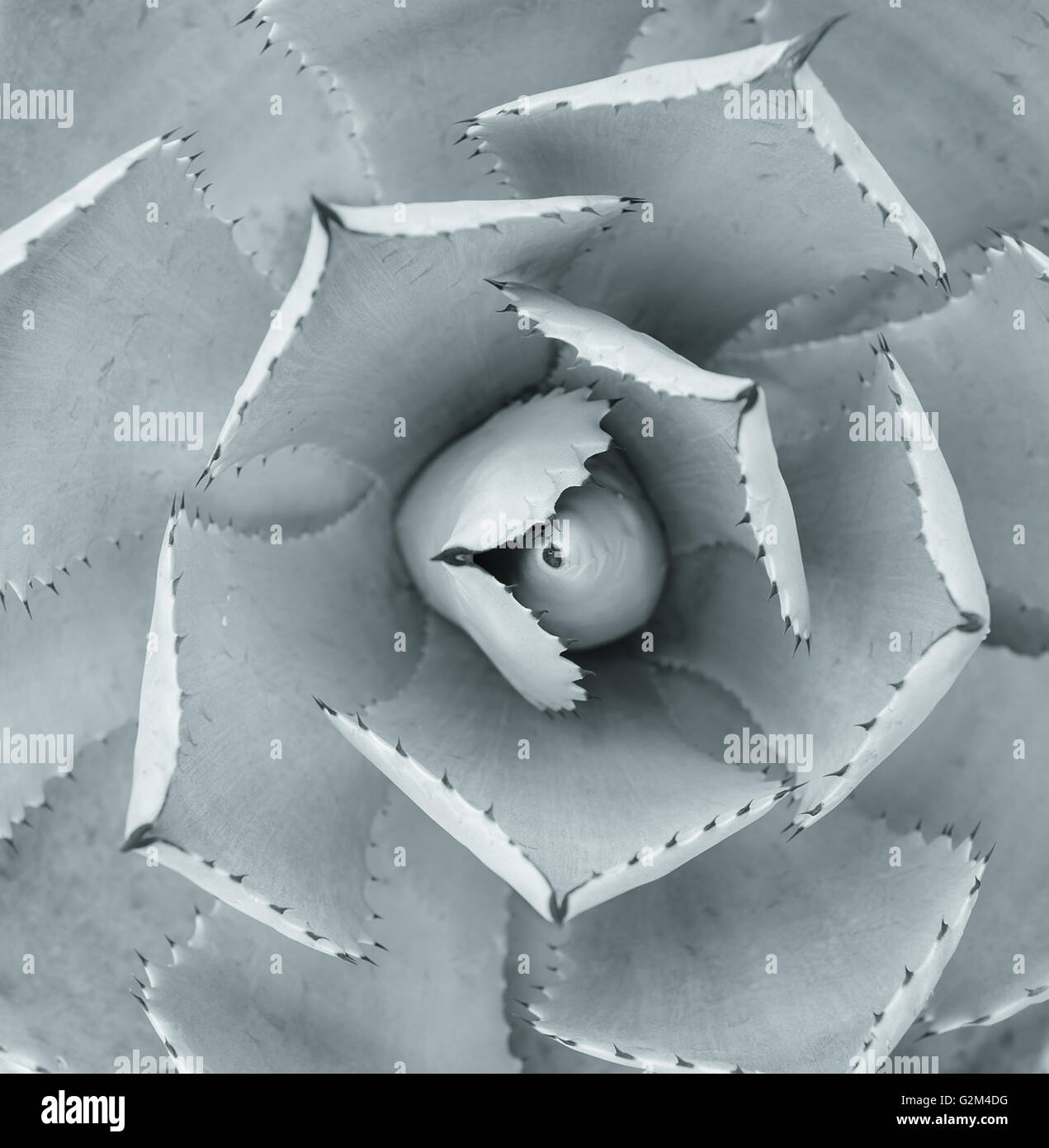 Sharp pointed agave plant leaves Stock Photo - Alamy