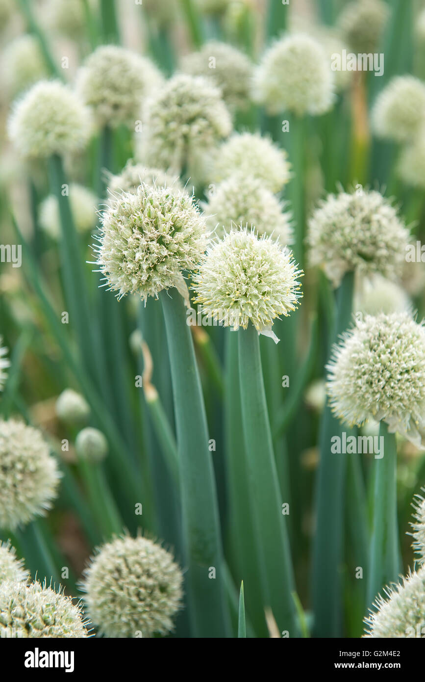 Scallion field hi-res stock photography and images - Alamy