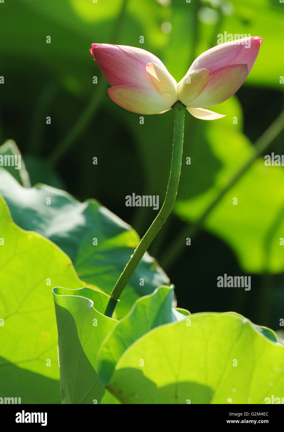 blooming lotus flower Stock Photo - Alamy