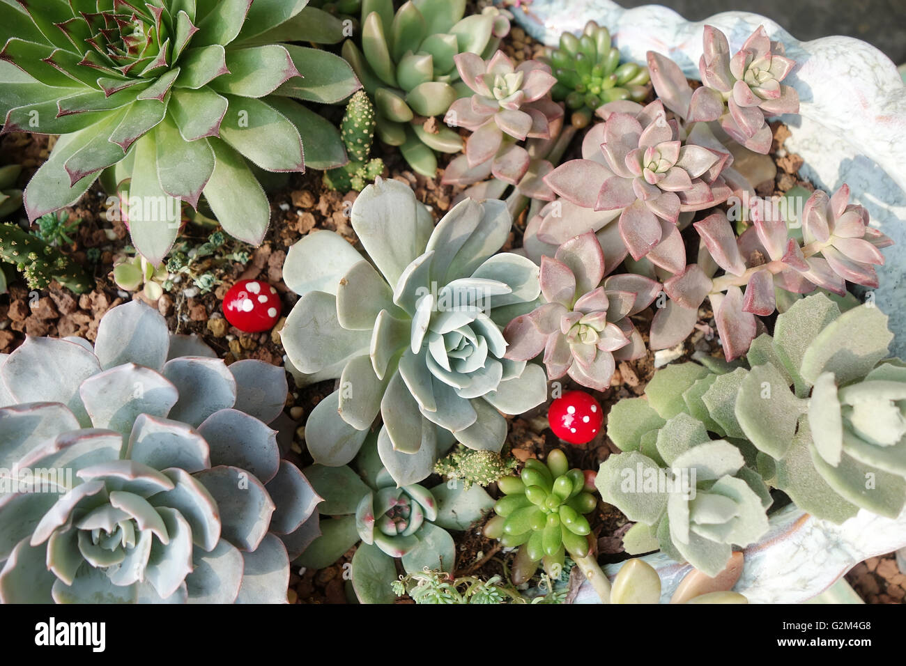 Miniature succulent plant hi-res stock photography and images - Alamy