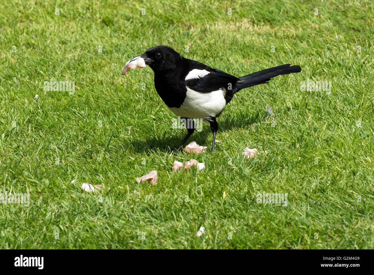 Pica pica feeding hi-res stock photography and images - Alamy