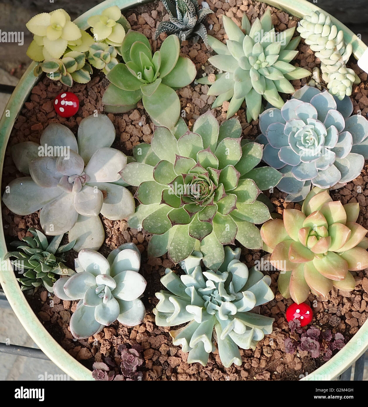 Miniature succulent plants Stock Photo - Alamy
